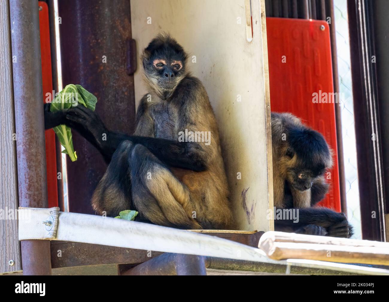 Koats hi-res stock photography and images - Alamy