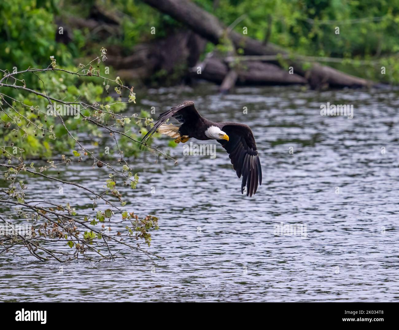 A Bald eagle fly over gray lake water with blur trees Stock Photo - Alamy