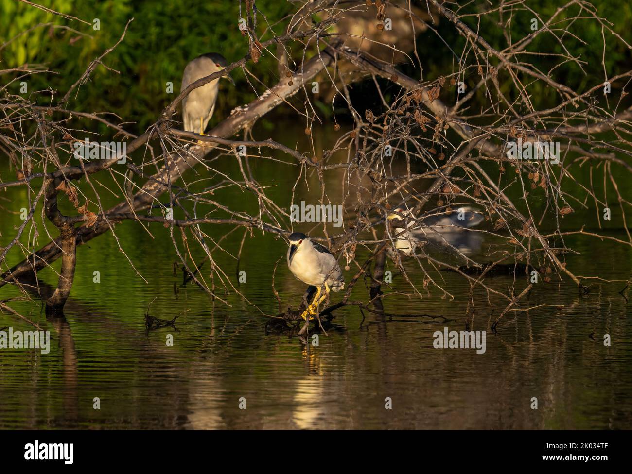 A black-crowned night heron (Nycticorax nycticorax) above the water in ...