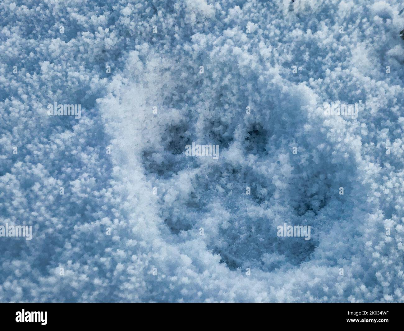 Lion footprints hi-res stock photography and images - Alamy