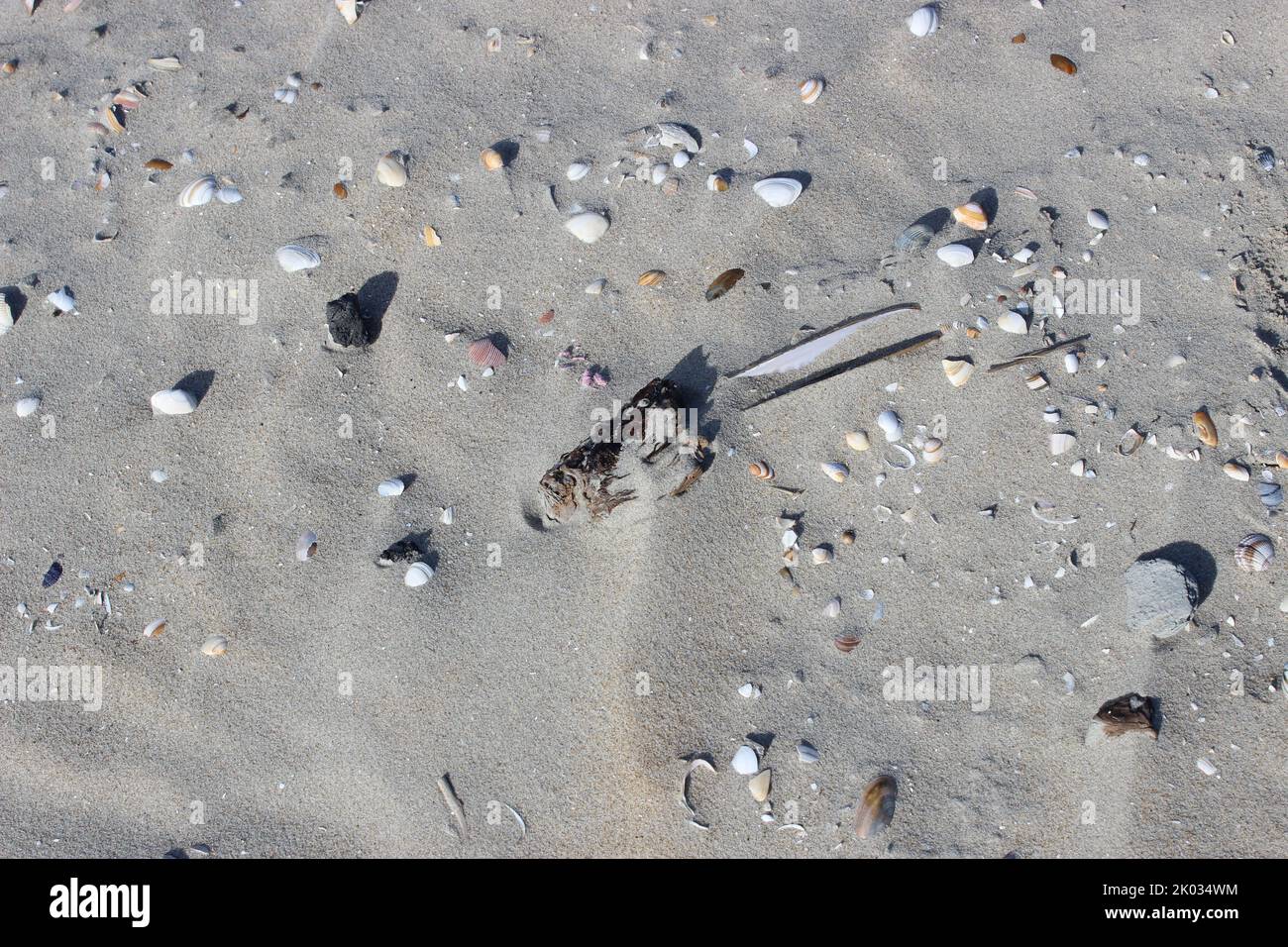 A top view of shells on a sandy beach Stock Photo - Alamy