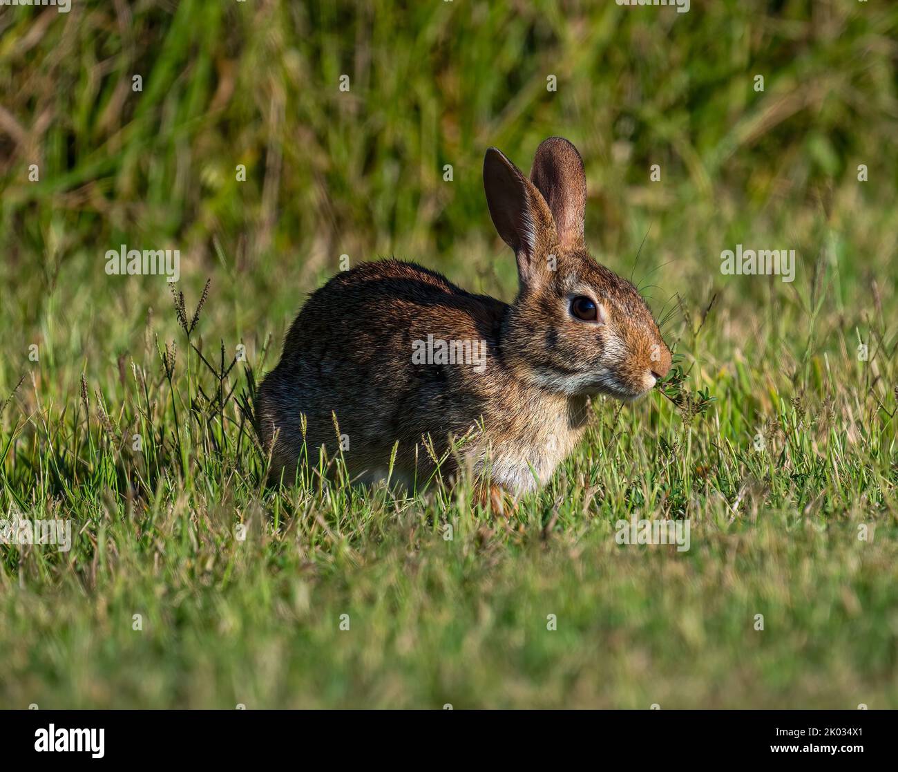 A swamp rabbit (Sylvilagus aquaticus) on green grass Stock Photo - Alamy