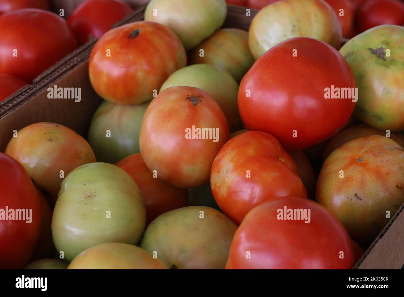 A freshly harvested ripe tomatoes ready to be sold Stock Photo - Alamy