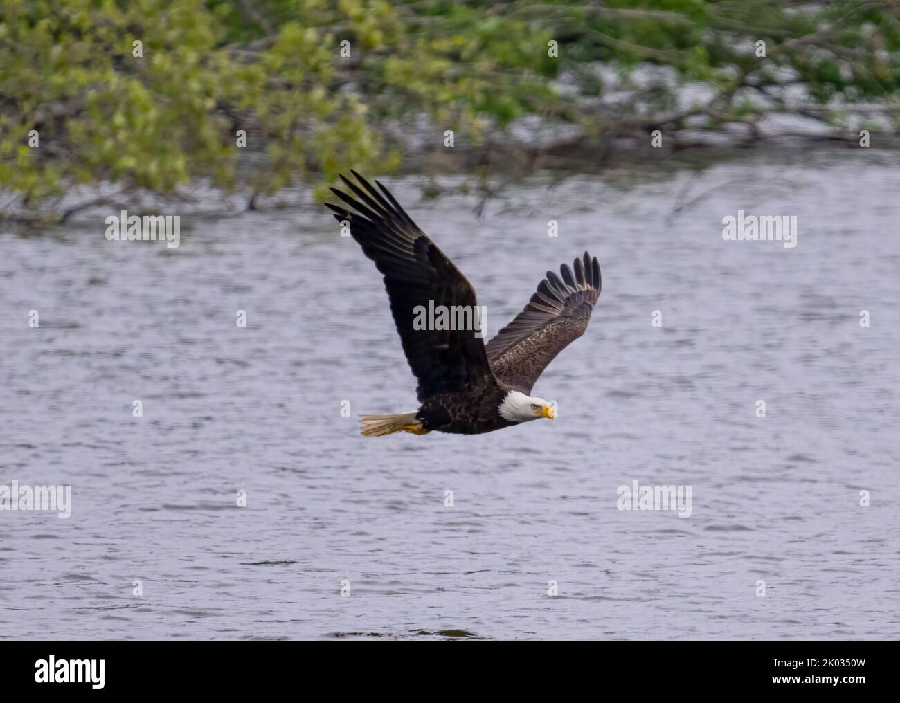 A Bald eagle fly over gray lake water with blur trees Stock Photo - Alamy