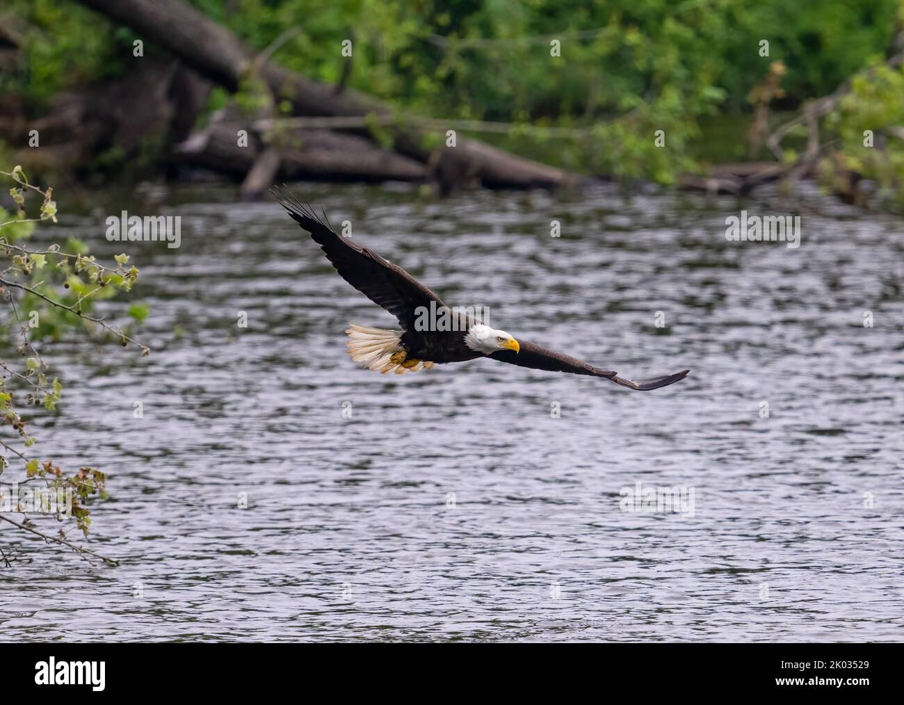 Bald eagle flying over trees hi-res stock photography and images - Alamy