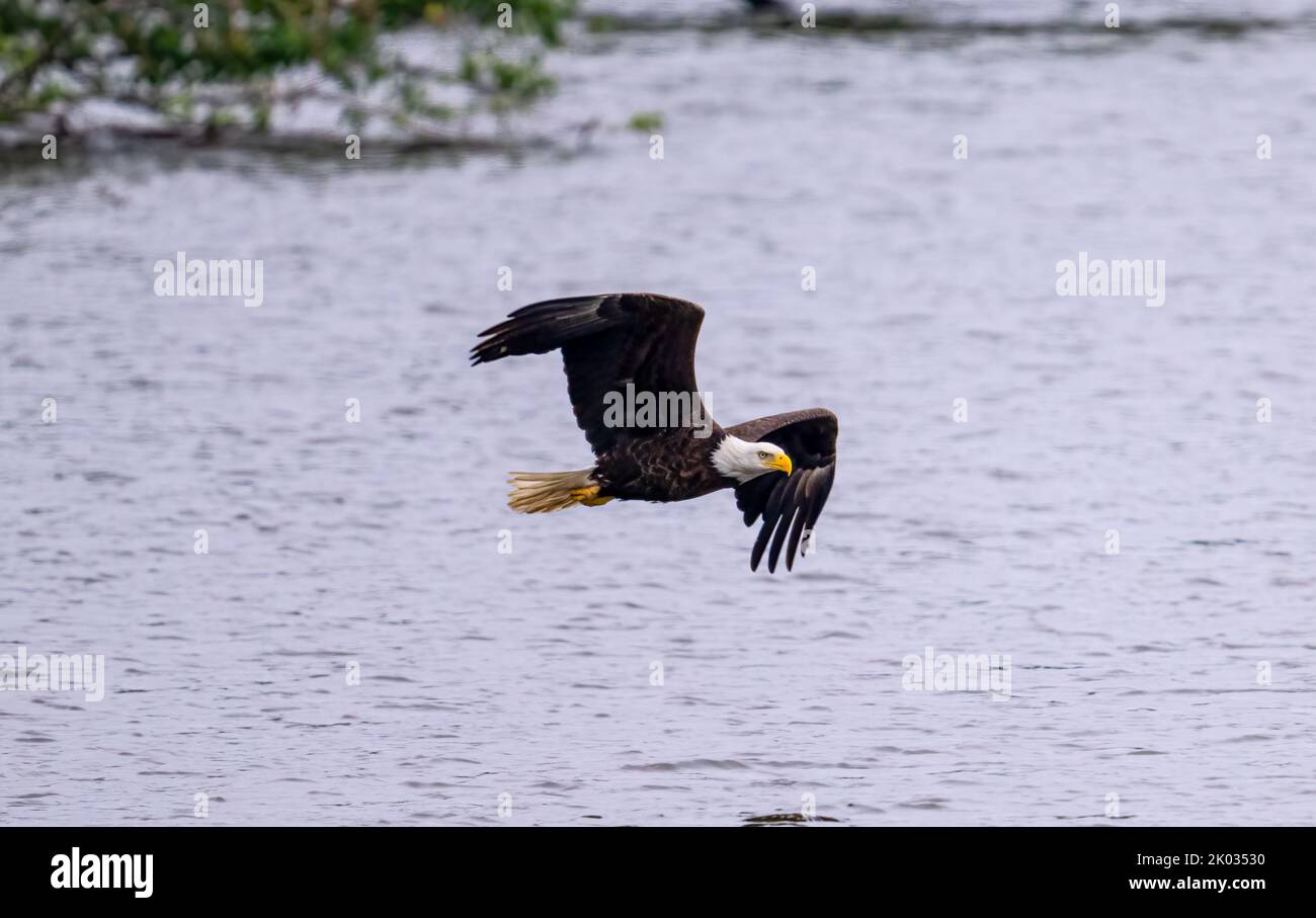 A beautiful shot of Bald eagle flying low over gray lake water Stock ...