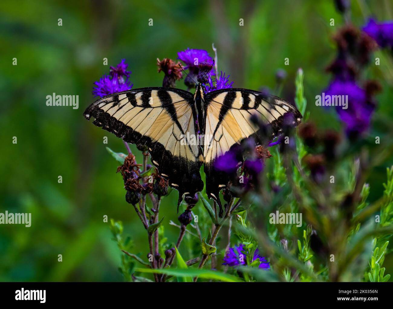 A shallow focus shot of a beautiful Eastern tiger swallowtail on ...