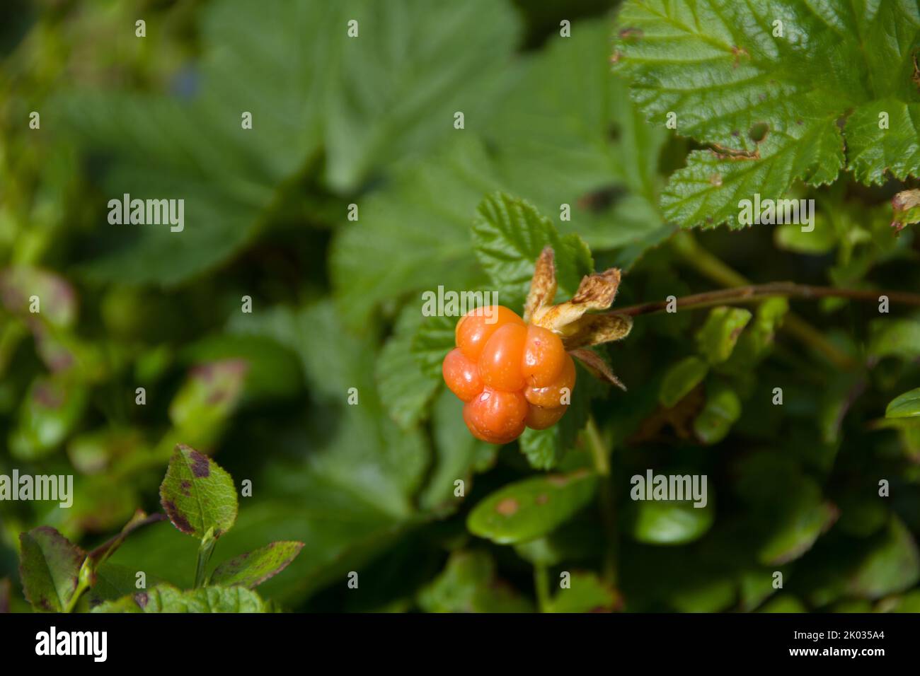 Cloudberry bush hi-res stock photography and images - Alamy