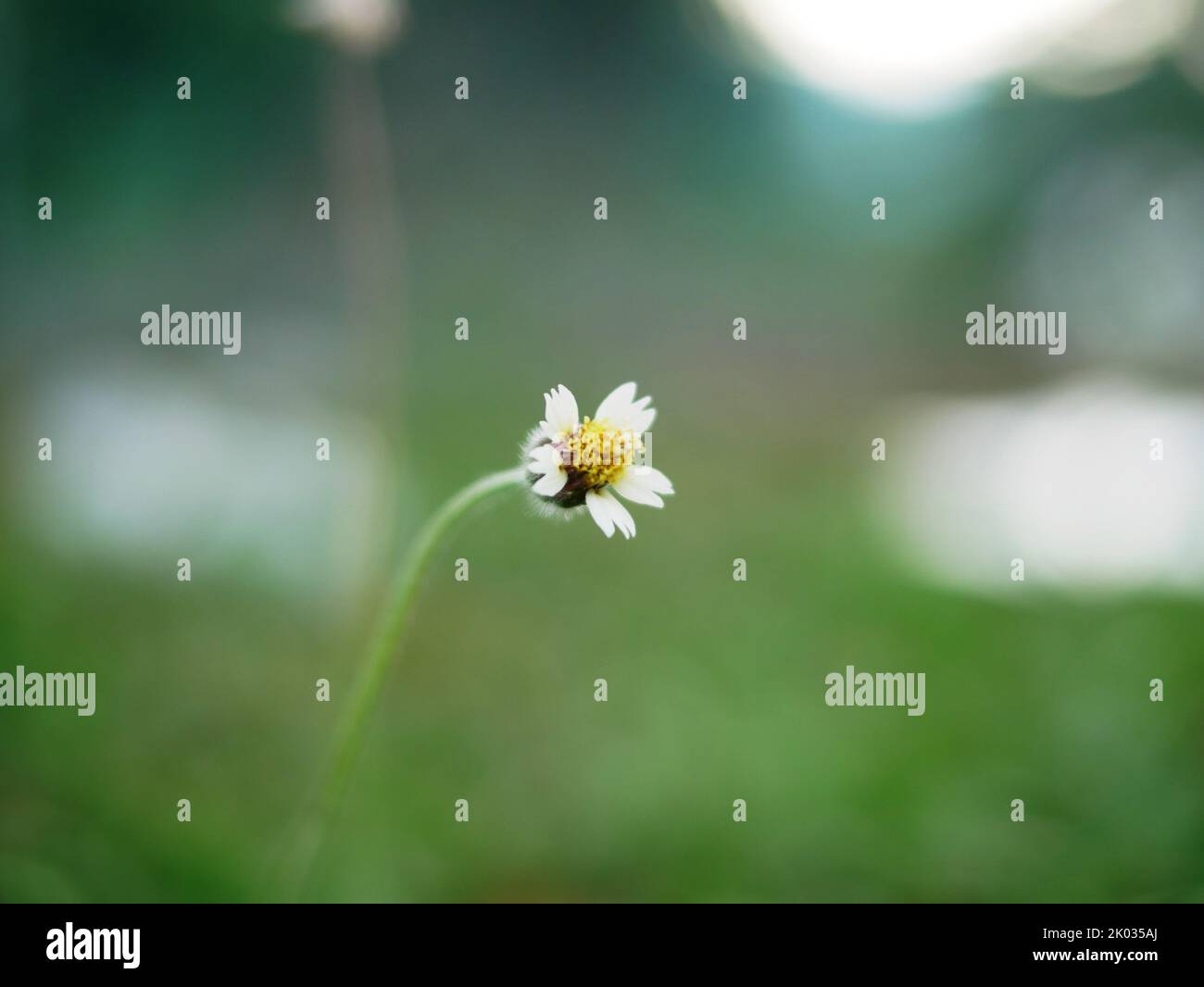 A tiny grass flower with yellow core and white petals Stock Photo - Alamy