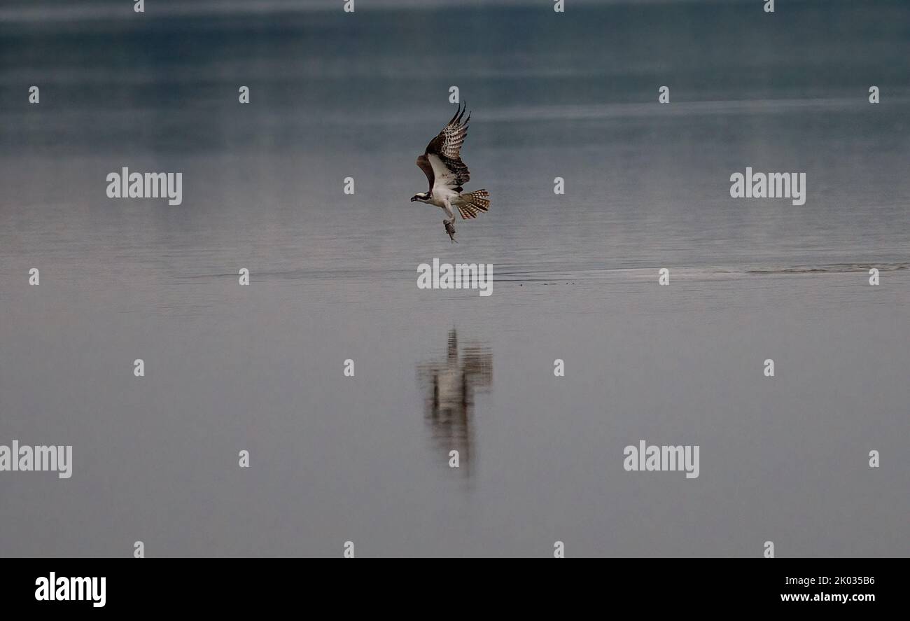 An osprey flying over the sea water Stock Photo - Alamy