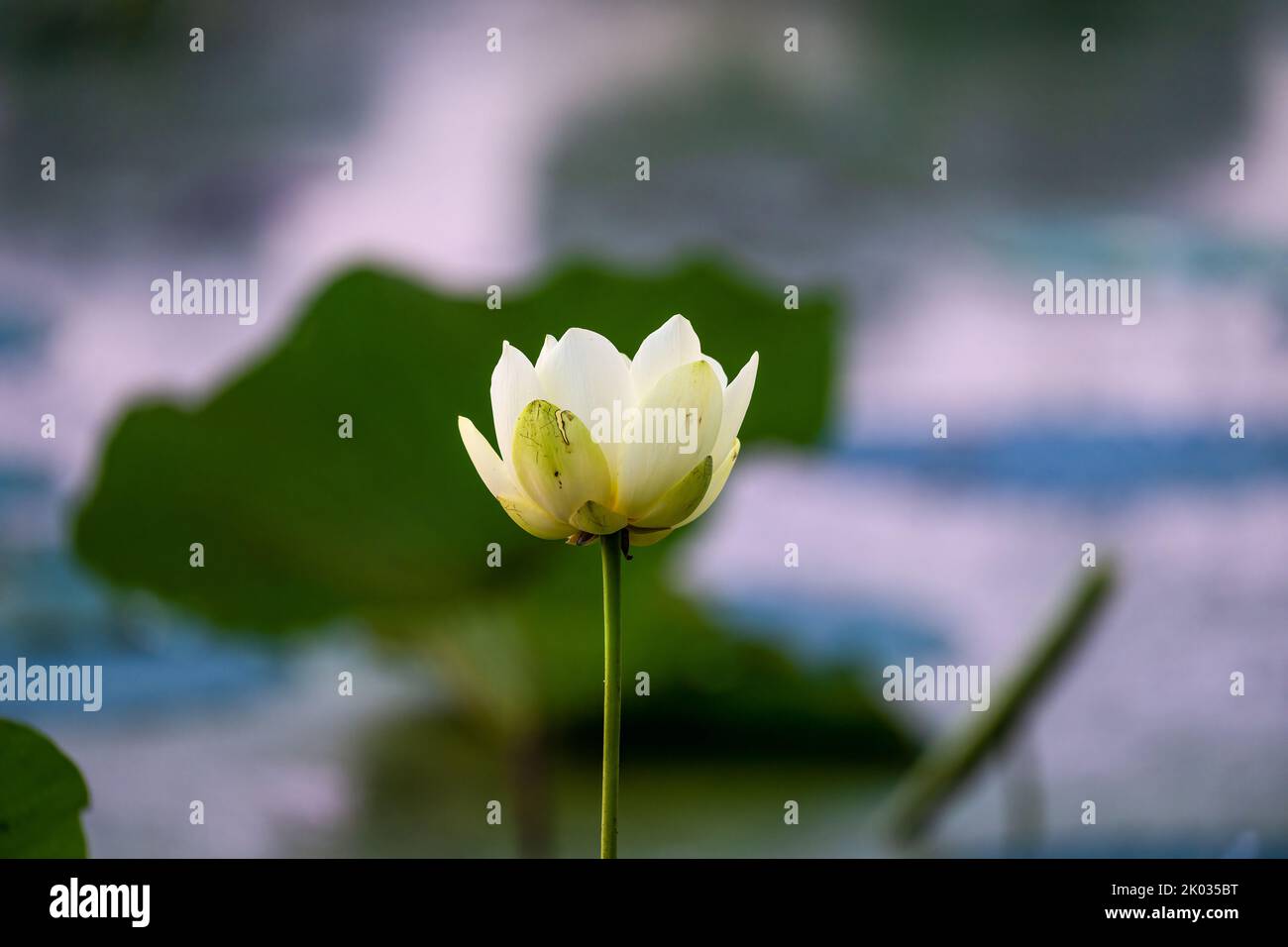 A closeup of lotus flower in a pond Stock Photo - Alamy