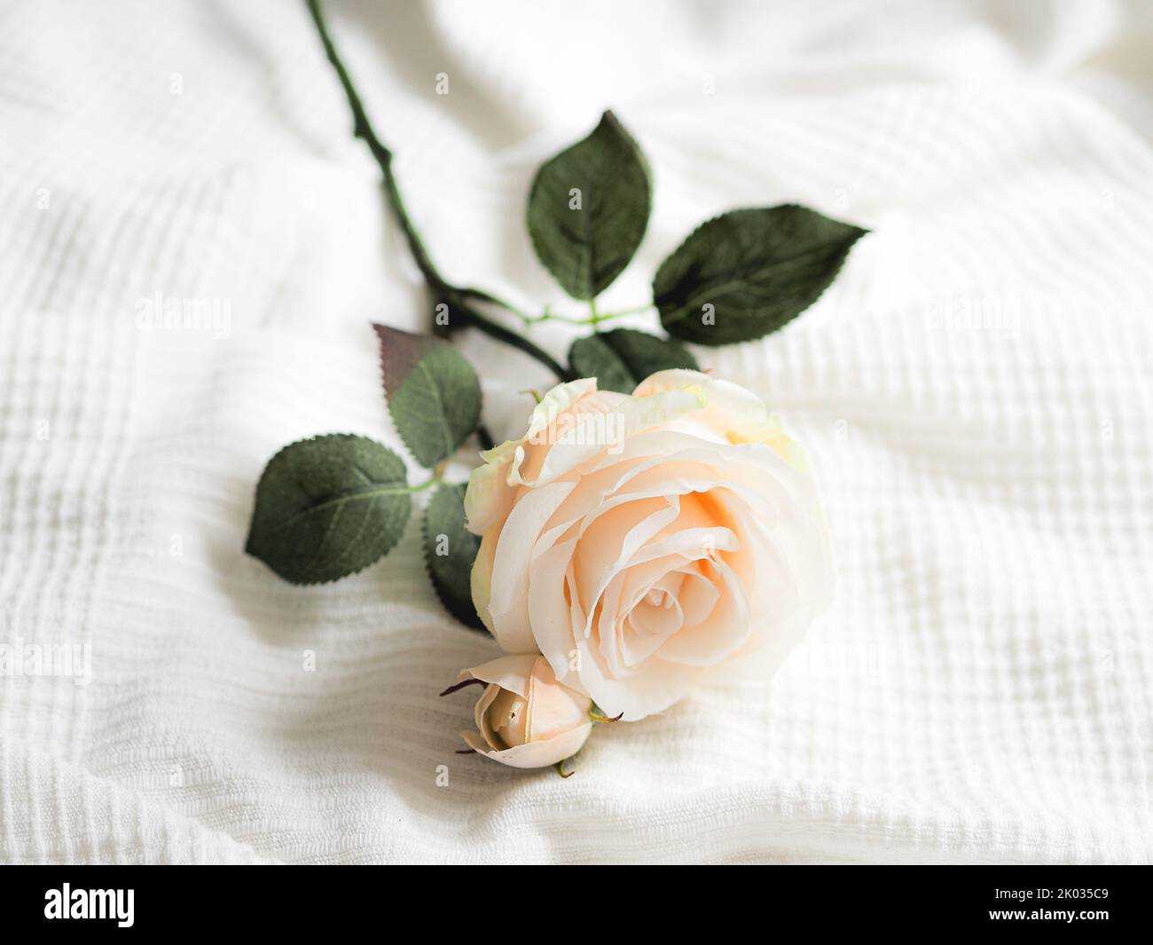Rose sheet hi-res stock photography and images - Alamy