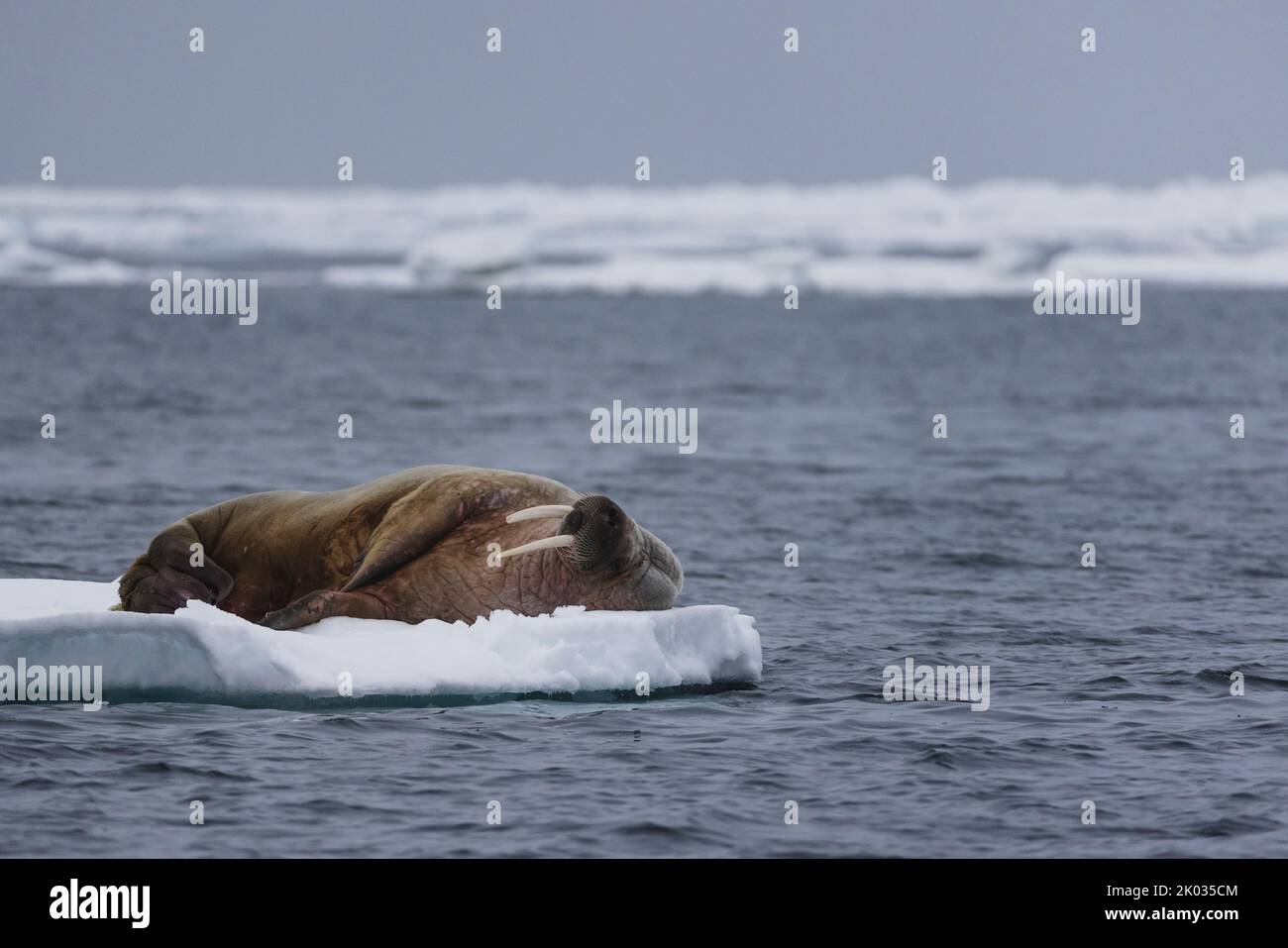 A walrus relaxing on an ice floe Stock Photo - Alamy