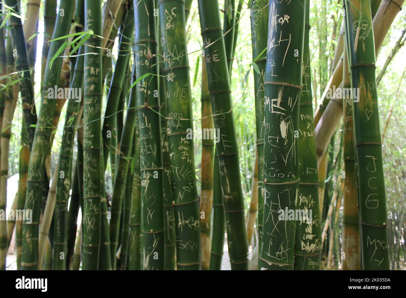 A closeup of multiple engraved bamboos in a forest Stock Photo - Alamy