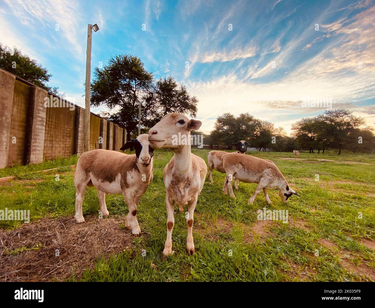 A dorper sheep lamb in the farm Stock Photo - Alamy