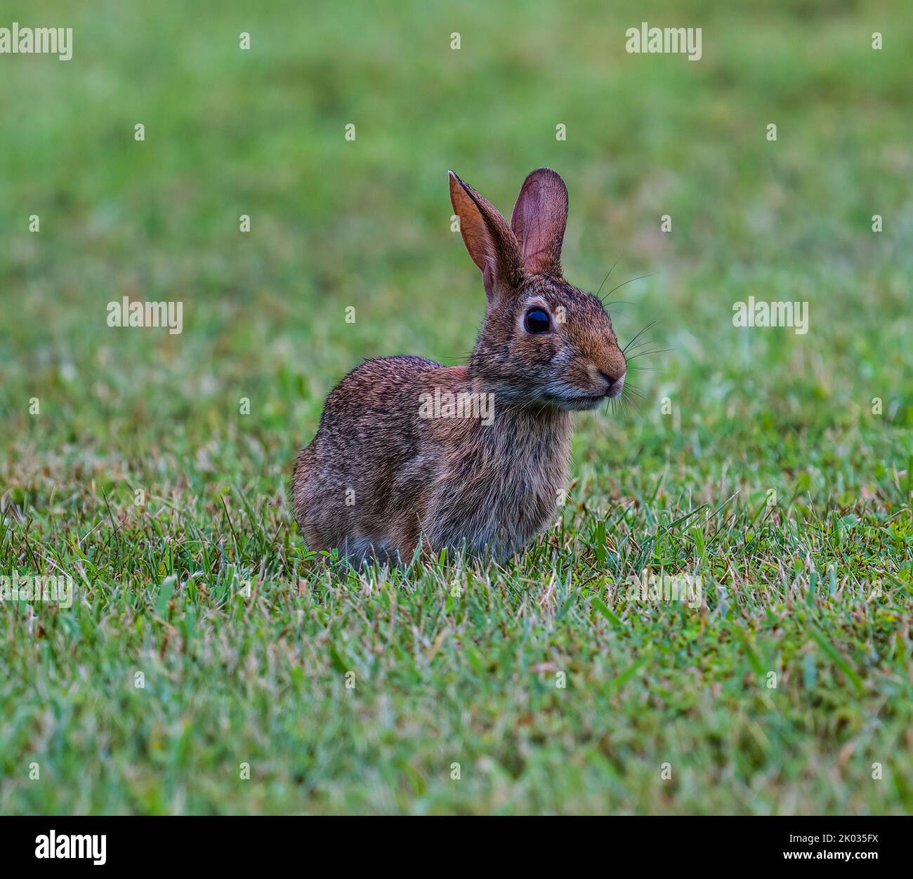 A swamp rabbit (Sylvilagus aquaticus) in green grass Stock Photo - Alamy
