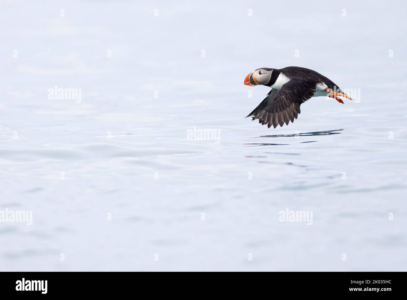 Atlantic puffin in flight on hi-res stock photography and images - Alamy