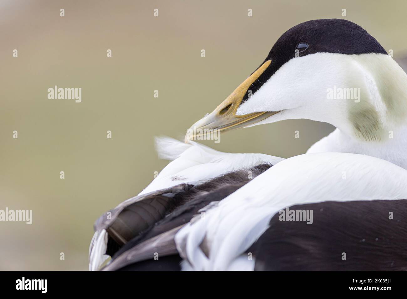 Plumage a hi-res stock photography and images - Alamy