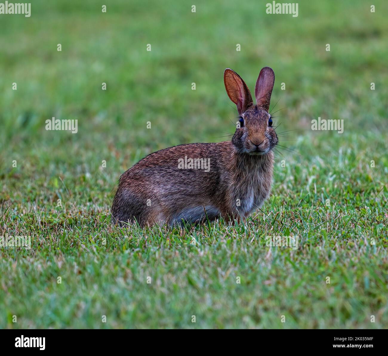 A swamp rabbit (Sylvilagus aquaticus) in green grass Stock Photo - Alamy
