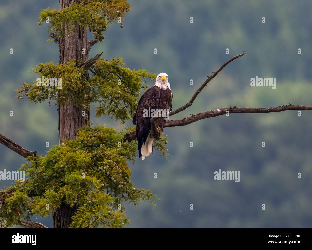 A bald eagle perched on a tree branch in the forest Stock Photo - Alamy