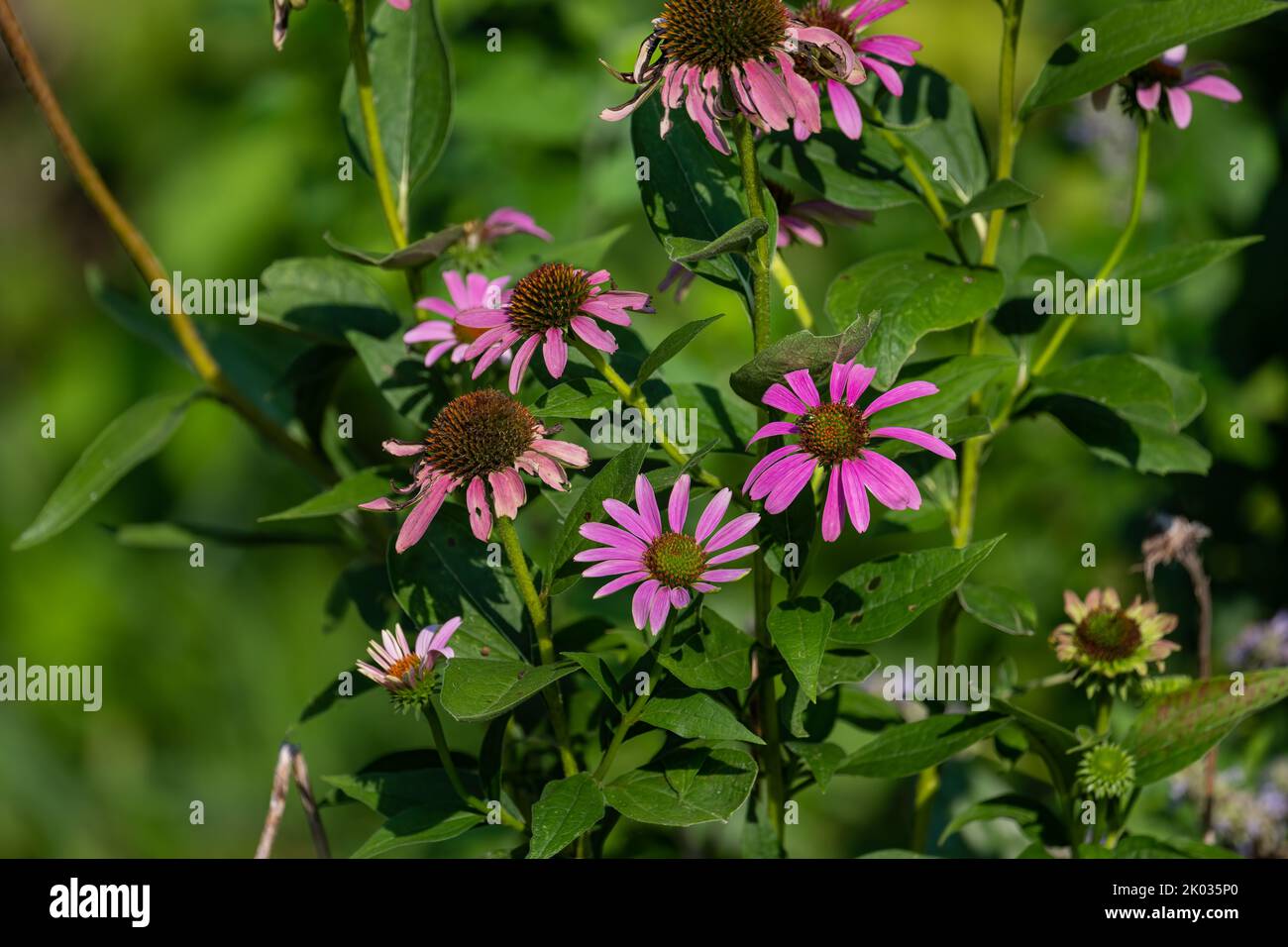 A closeup shot of eastern purple coneflower bushes in the garden in the ...