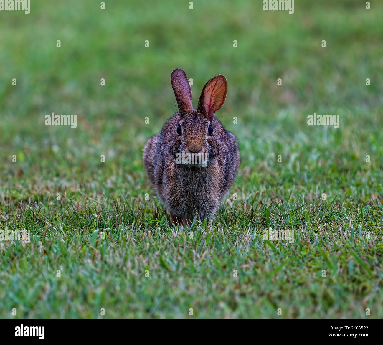A swamp rabbit (Sylvilagus aquaticus) in green grass Stock Photo - Alamy