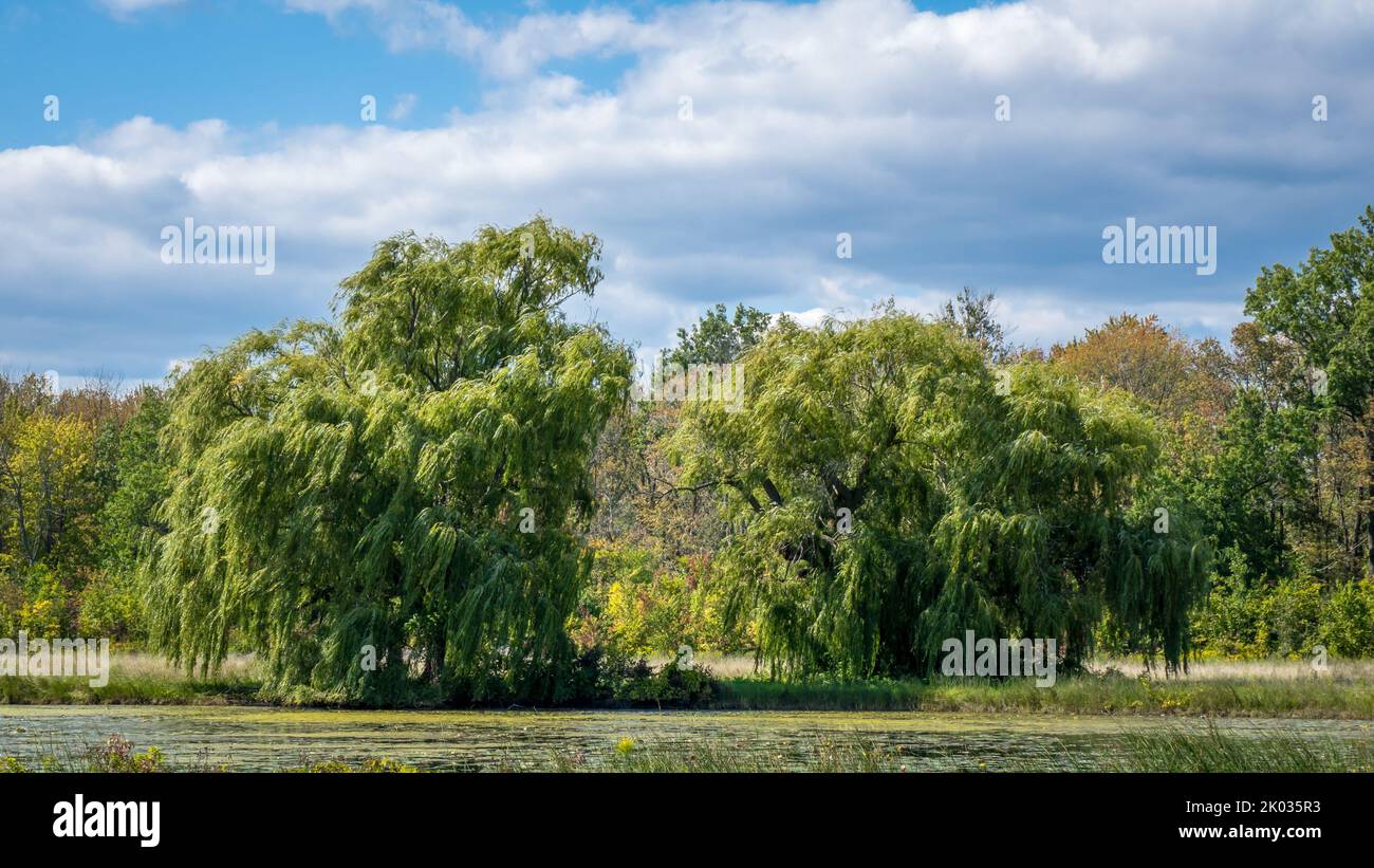 Weeping sisters hi-res stock photography and images - Alamy