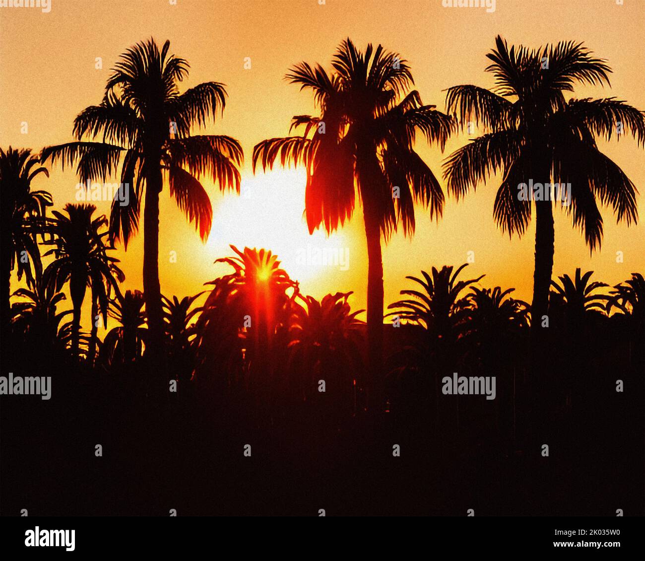 Palm trees in silhouette at sunset Stock Photo - Alamy