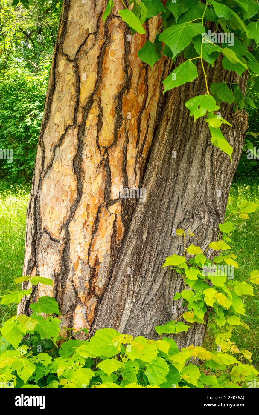 Tree stand in orangery in Belvedere Palace and Landscape Park, Weimar ...