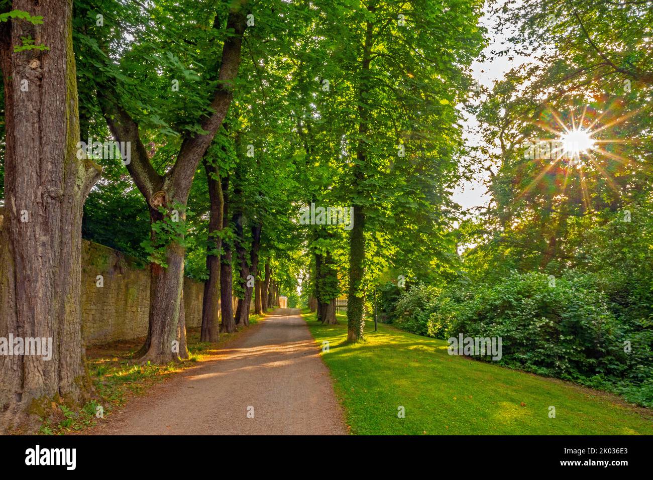 Avenue in Orangery in Belvedere Palace and Landscape Park, Weimar ...