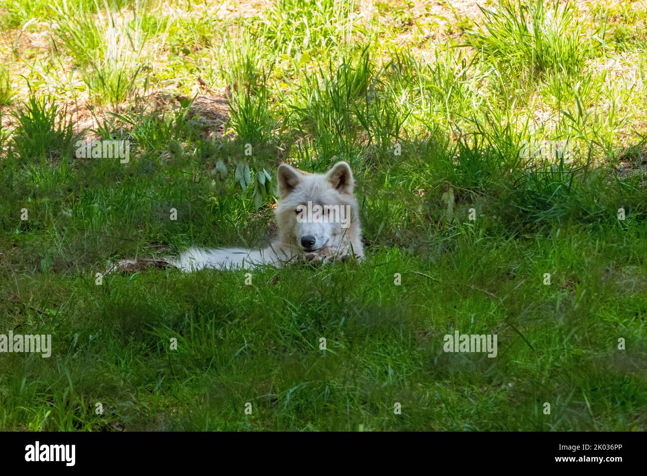 Polar wolf in wolf park werner freund hi-res stock photography and ...