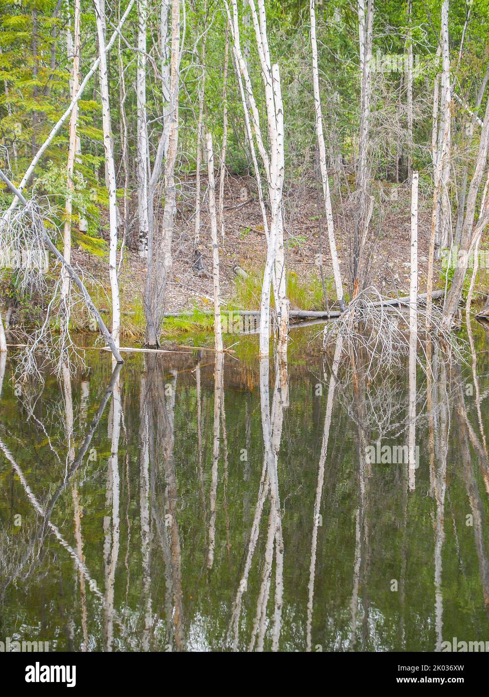 Alaskan birch trees around and reflected in calm pond water in Yukon ...