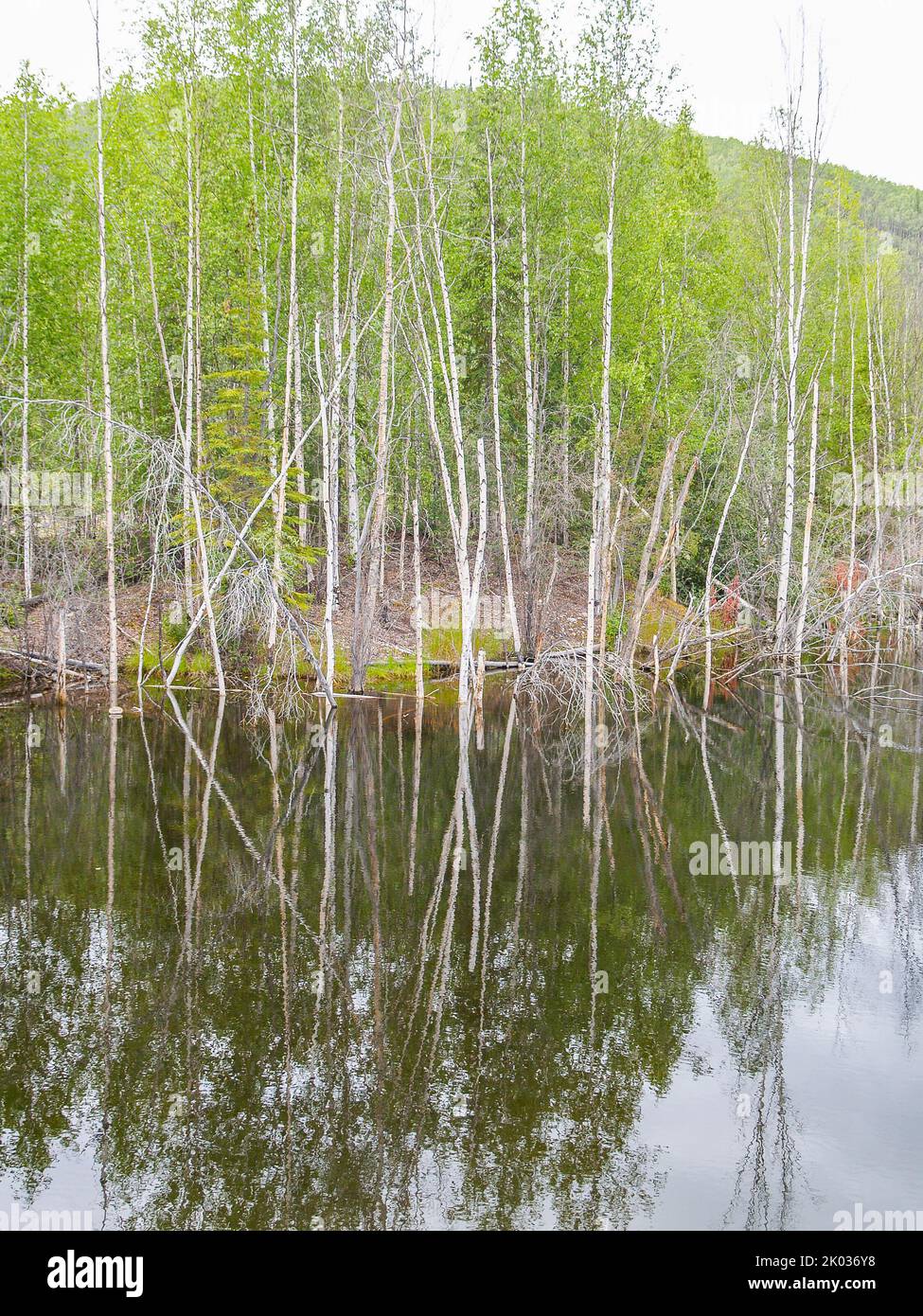 Alaskan birch trees around and reflected in calm pond water in Yukon ...
