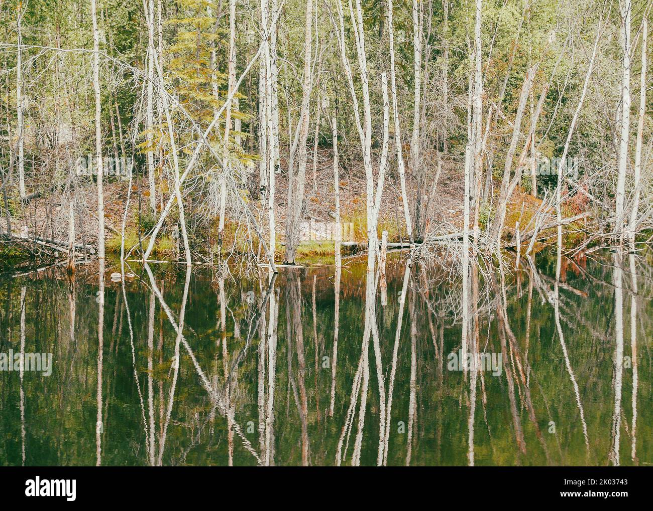 Alaskan birch trees around and reflected in calm pond water in Yukon ...
