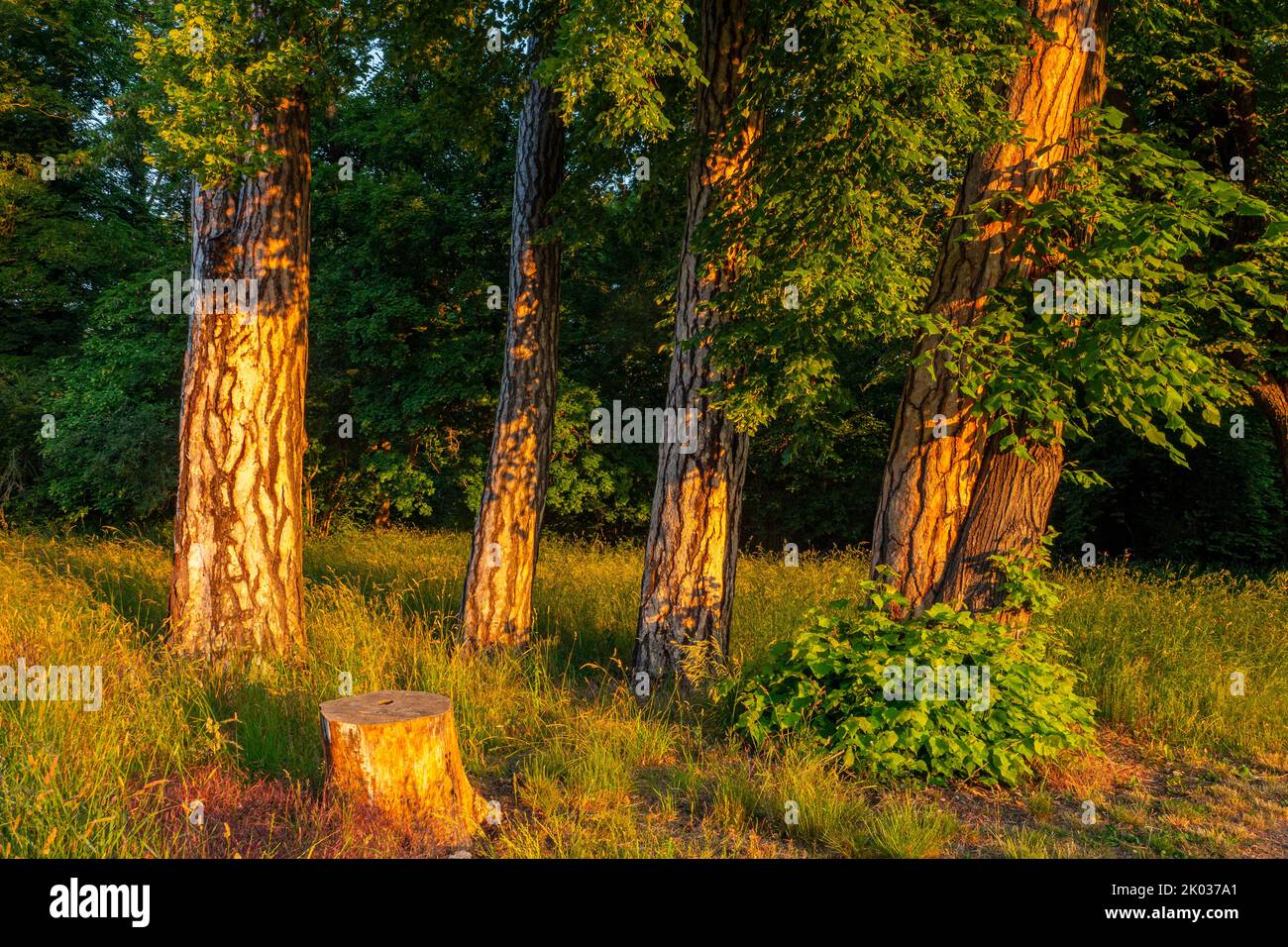 tree population of the orangery in Belvedere Palace and Landscape Park ...