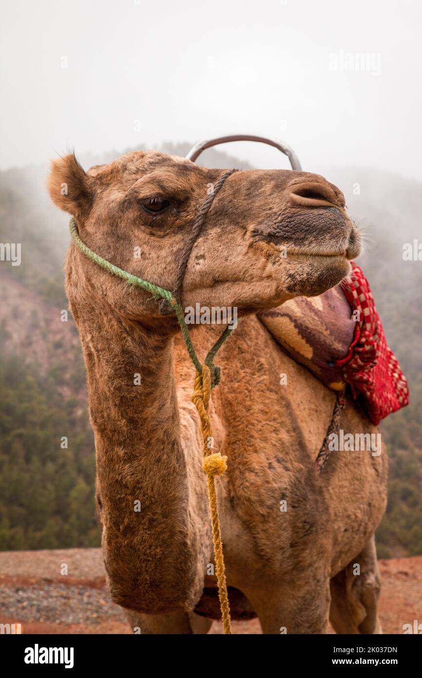 African perspectives hi-res stock photography and images - Alamy