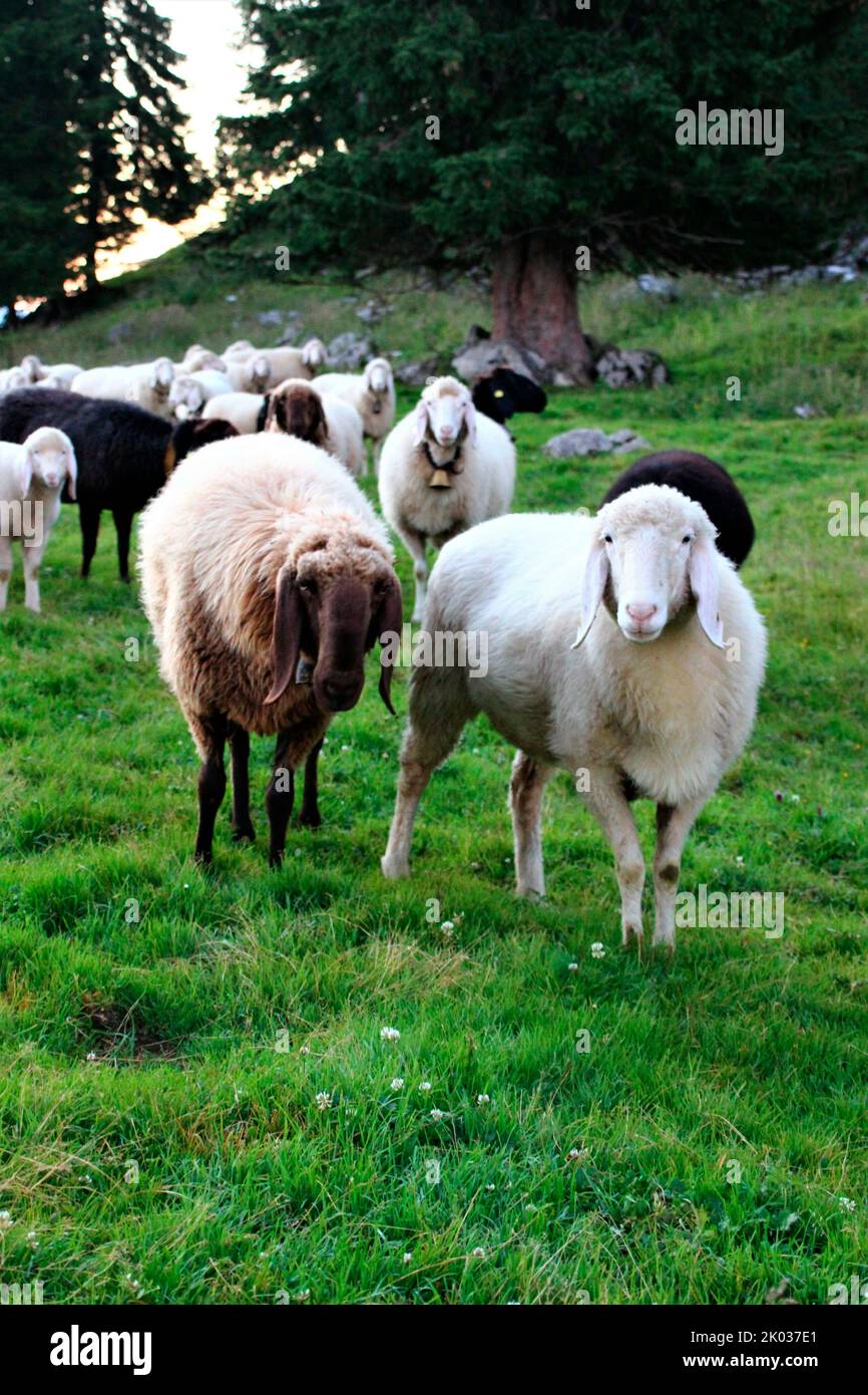 Hike to Wörner Sattel, sheep at Zunderbergkopf, Rehberg, Europe ...