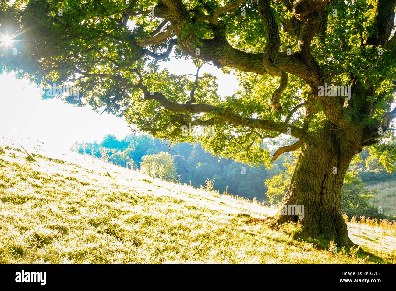 Tree, Hill, Landscape, Devon, Deciduous tree, Old, England Stock Photo ...