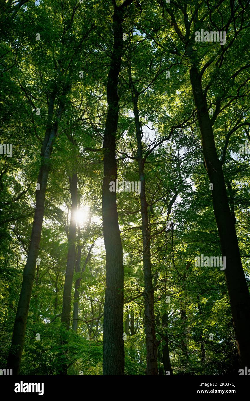 Europe, Germany, North Rhine-Westphalia, Siebengebirge, forest area ...