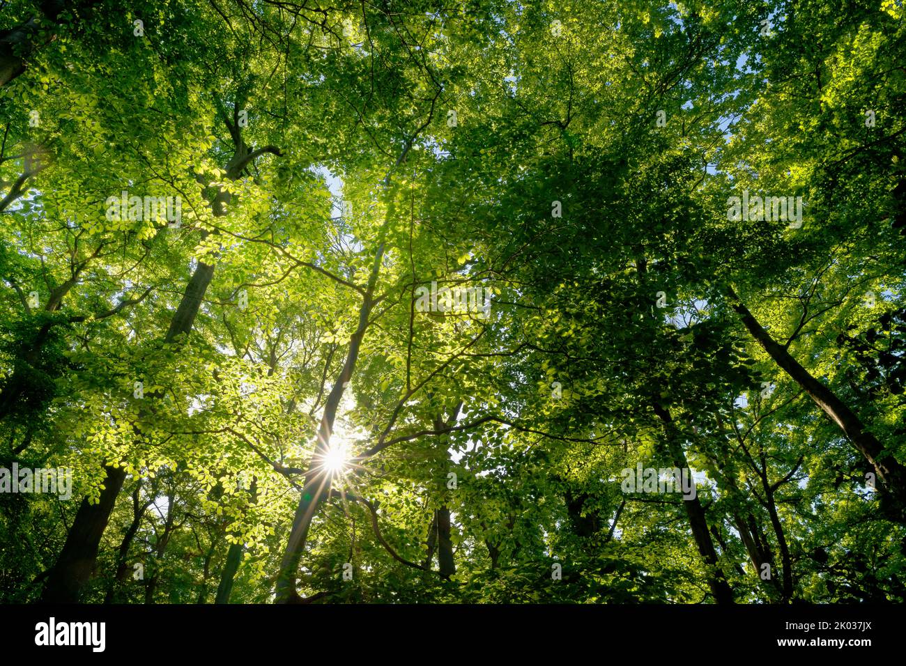 Europe, Germany, North Rhine-Westphalia, Siebengebirge, forest area ...