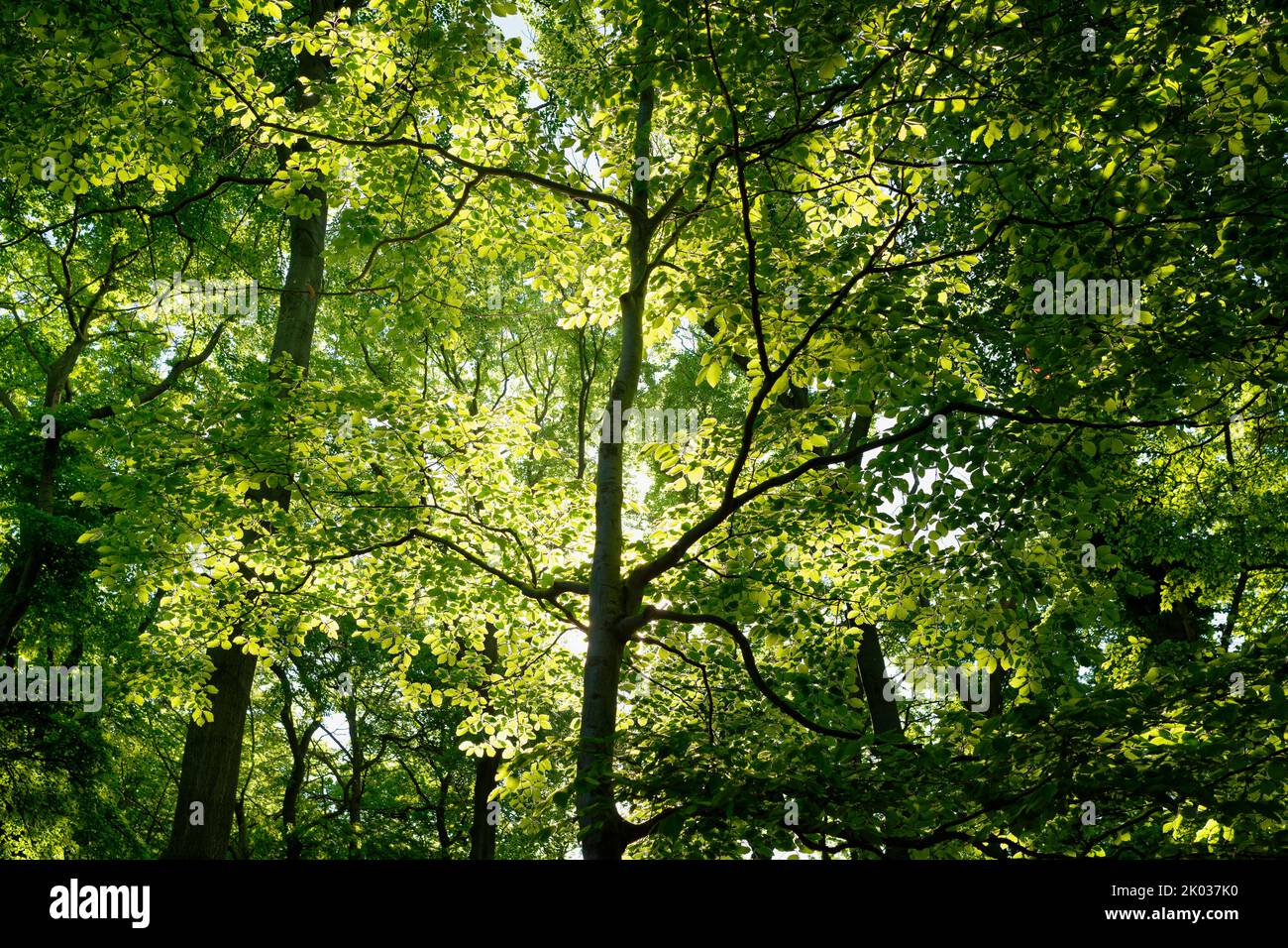 Europe, Germany, North Rhine-Westphalia, Siebengebirge, forest area ...
