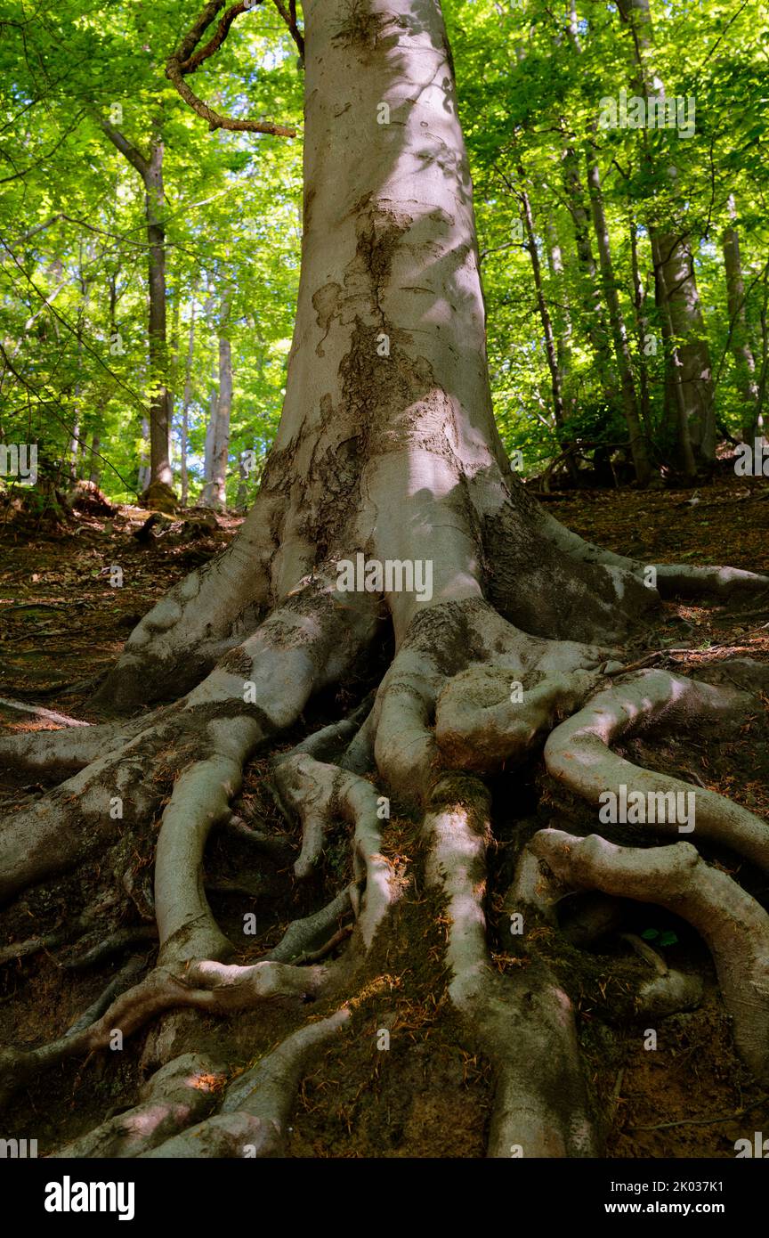 Europe, Germany, North Rhine-Westphalia, Siebengebirge, forest area ...