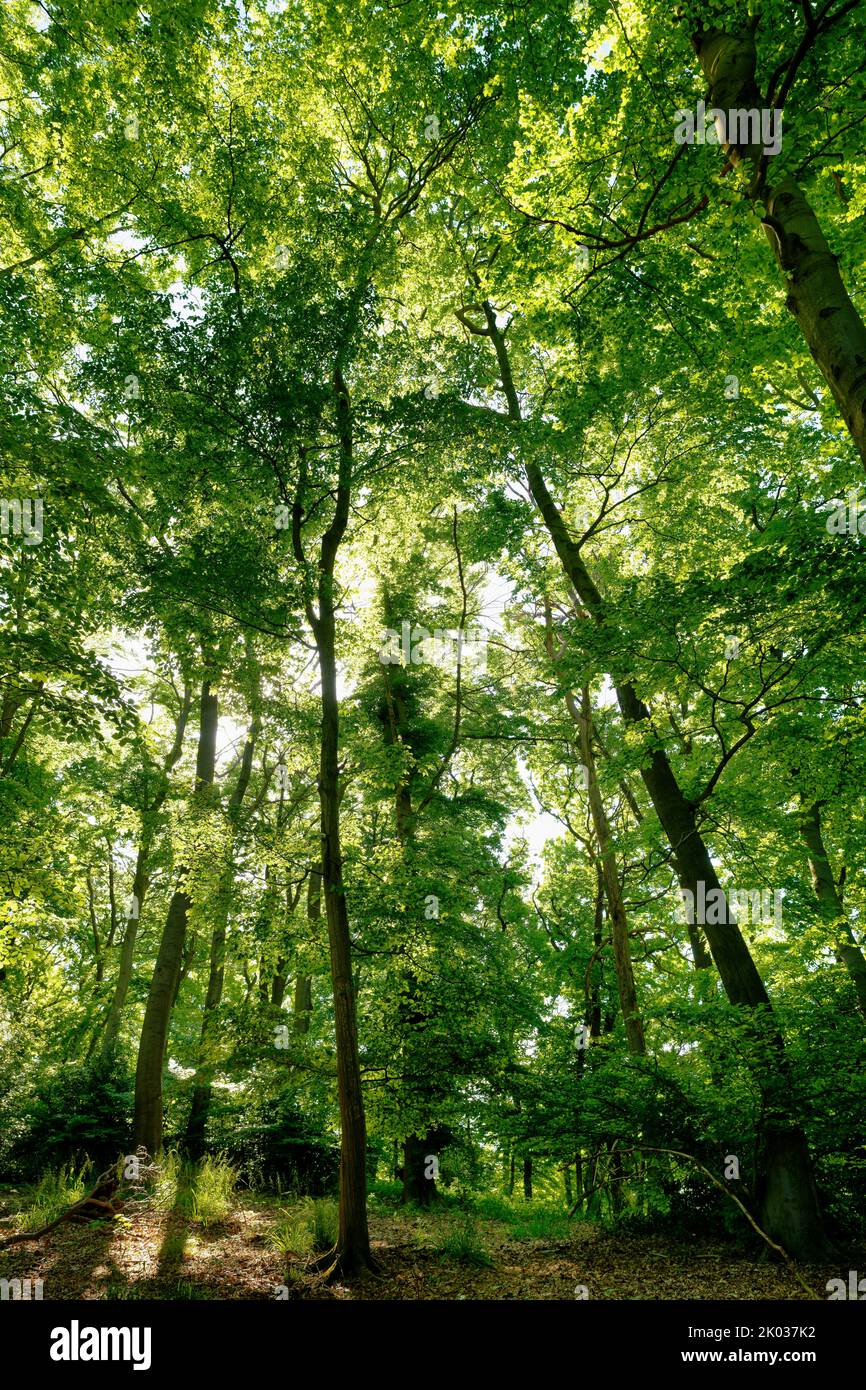 Europe, Germany, North Rhine-Westphalia, Siebengebirge, forest area ...
