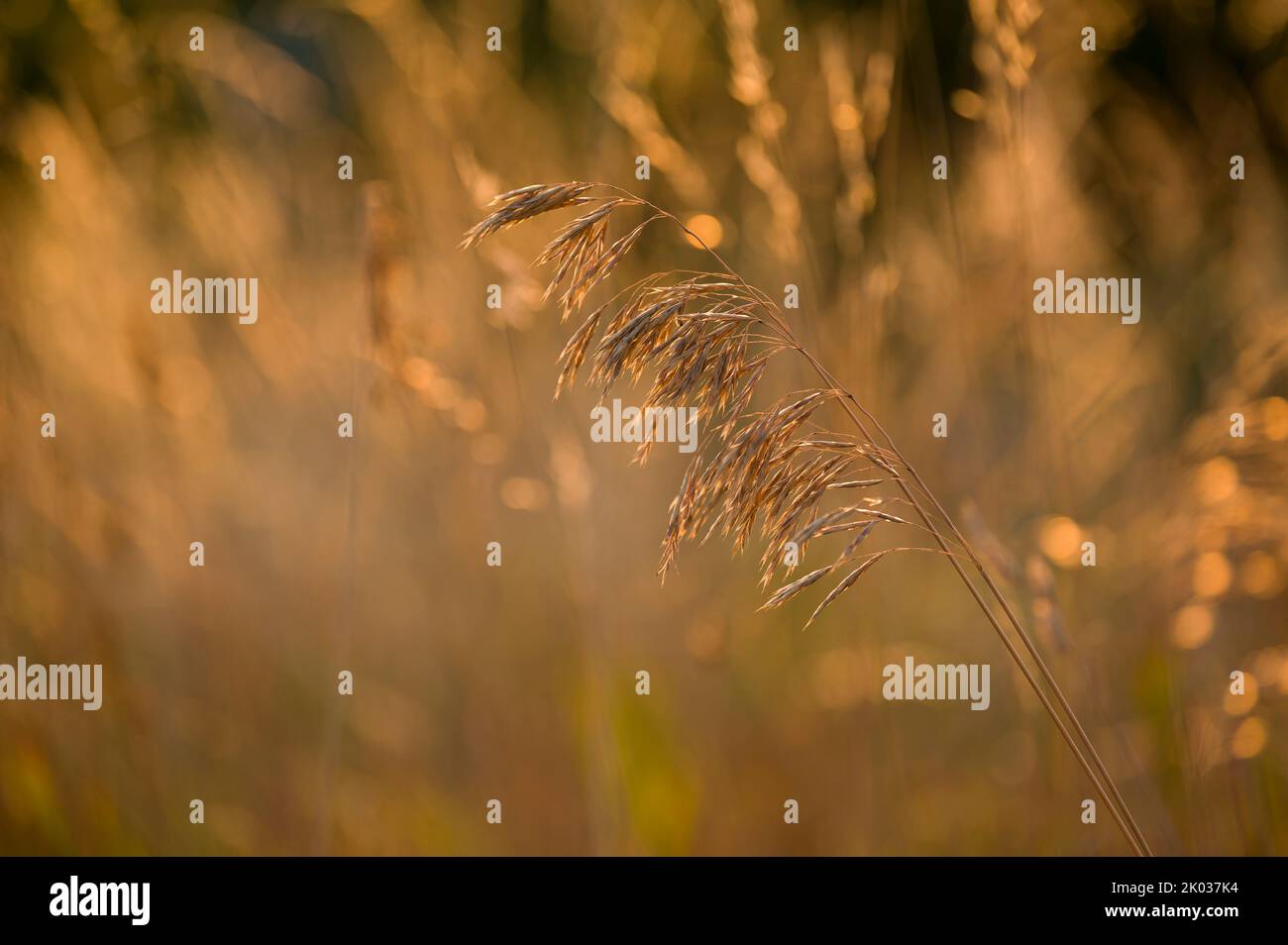 Sun germany hi-res stock photography and images - Alamy