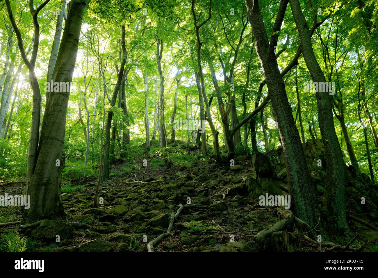 Europe, Germany, North Rhine-Westphalia, Siebengebirge, forest area ...