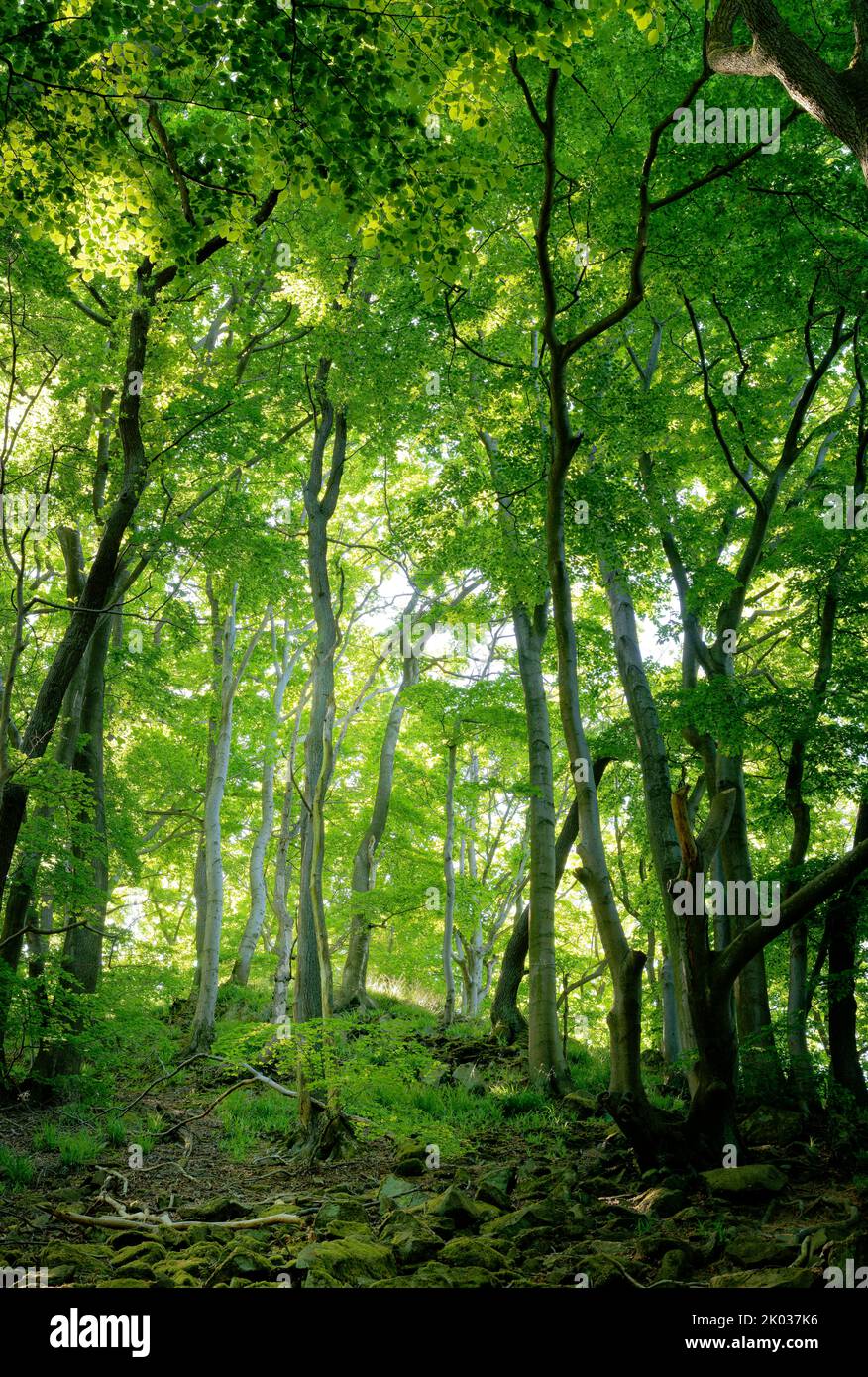 Europe, Germany, North Rhine-Westphalia, Siebengebirge, forest area ...