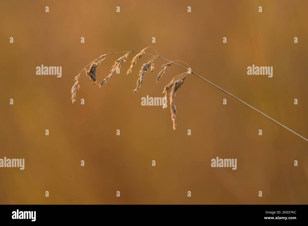 Grass panicle, evening light, Germany Stock Photo - Alamy