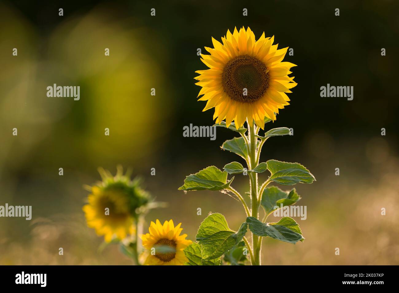 The flower of a sunflower (Helianthus annuus) glows in the backlight ...