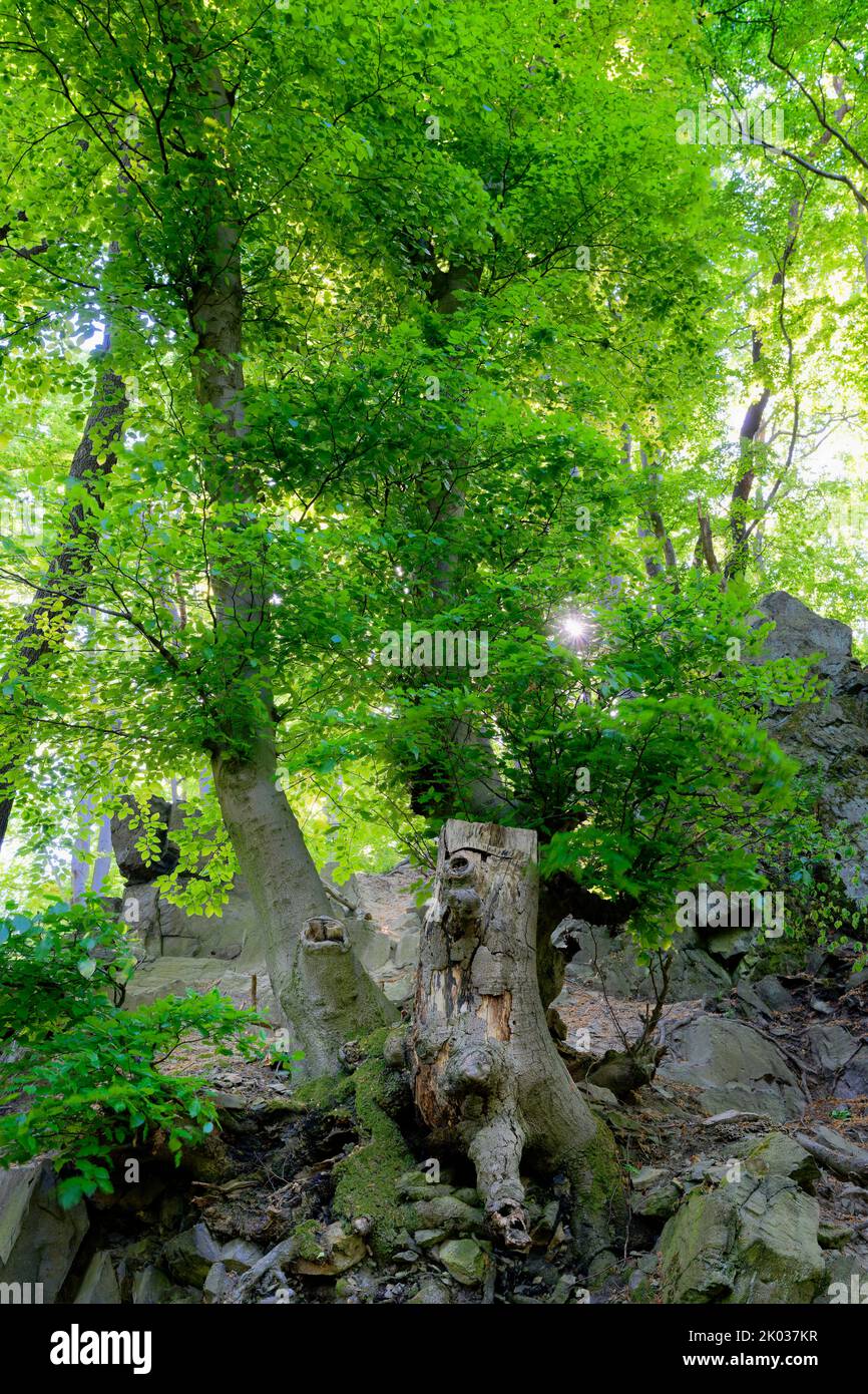Europe, Germany, North Rhine-Westphalia, Siebengebirge, forest area ...