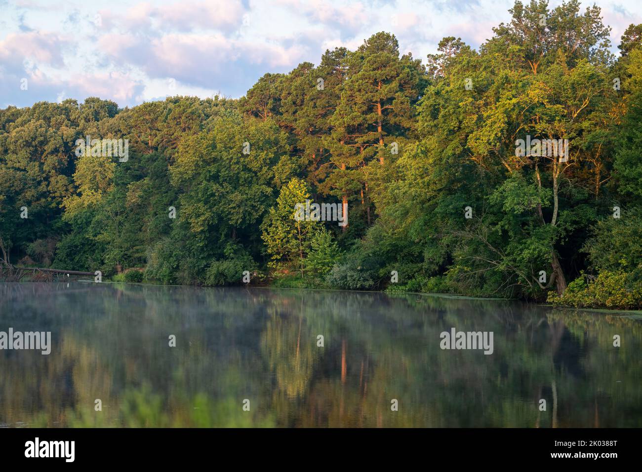 A low-angle view of a beautiful forest near the lake Stock Photo - Alamy